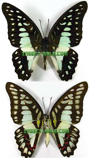 Graphium eurypylus - Alchetron, The Free Social Encyclopedia
