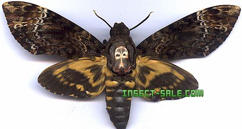 Insect-Sale.com - Acherontia lachesis (Death Head Moth) (E.Java ...