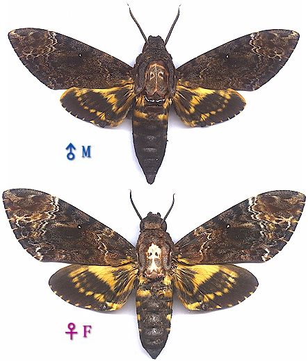 Insect-Sale.com - Acherontia lachesis (Death Head Moth) - Acherontia ...