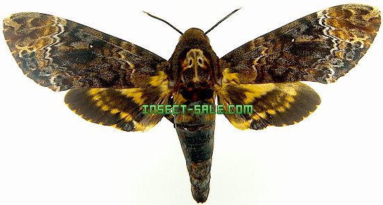 Insect-Sale.com - Acherontia styx - Acherontia-styx-Thai.jpg - insect ...