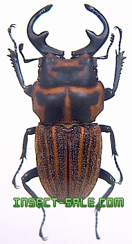 Insect-Sale.com - Aegognathus soulai - Aegognathus-soulai.jpg - 곤충, 나비 ...
