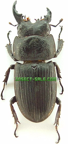 Insect-Sale.com - Aegus platyodon leopoldi (Mosaic Gynandromorph ...