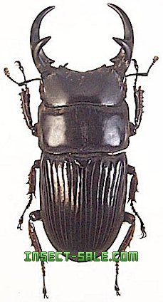 Insect-Sale.com 世界の昆虫販売ネット - Aegus parallelus (Sumatra) パラレルスネブトクワガタ ...