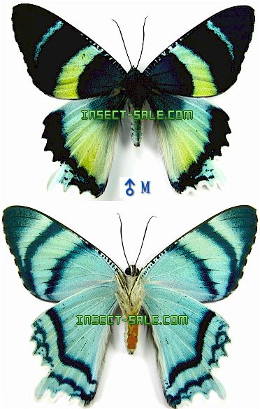 Insect-Sale.com - Alcides agathyrsus - Alcides-agathyrsus-Arfak.jpg ...