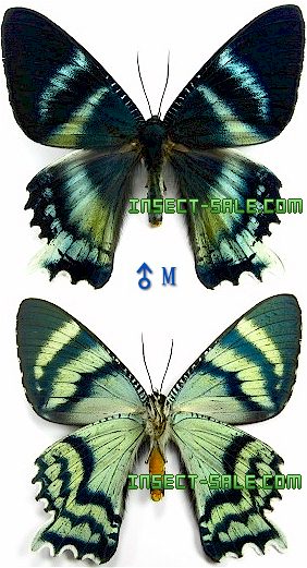 Insect-Sale.com 世界の昆虫販売ネット - Alcides orontes - Alcidis-agathyrsus.jpg ...