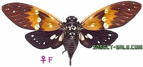 Insect-Sale.com - Ambragaeana ambra - Ambragaena-ambra.jpg - insect ...