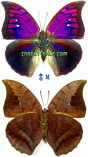Insect-Sale.com - Anaea tyrianthina - Anaea-tyrianthina.jpg - insect ...