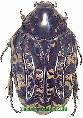 Insect-Sale.com 世界昆虫标本销售网 - Anthracophora gigantea (Rare ...