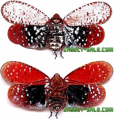 Insect-Sale.com - Aphaena submaculata submaculata - Aphaena-submaculata ...