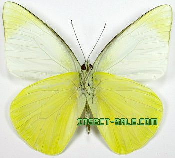 Insect-Sale.com - Appias albina semperi - Appias-albina-semperi.jpg ...
