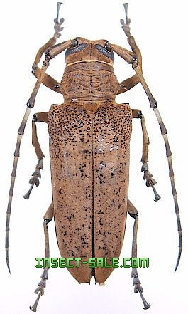 Insect-Sale.com - Apriona elsa - Apriona-elsa.jpg - insect, insects ...