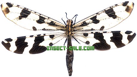 Insect-Sale.com - Palpares (Ant Lion) - Ascalaphidae-sp-Thai.jpg ...