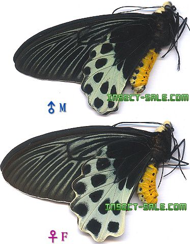 Atrophaneura sycorax - Alchetron, The Free Social Encyclopedia