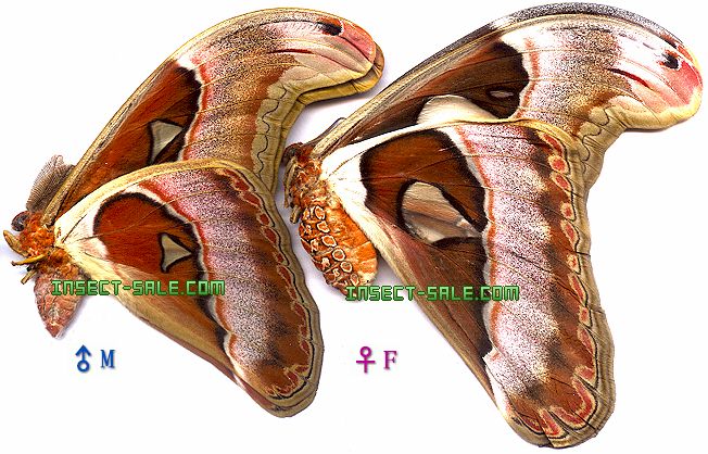 Insect-Sale.com - Attacus lorquinii - Attacus-lorquinii-Marinduque.jpg ...