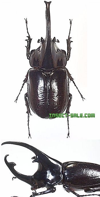 Insect-Sale.com - Augosoma centaurus - Augosoma-centaurus-Cameroon.jpg ...