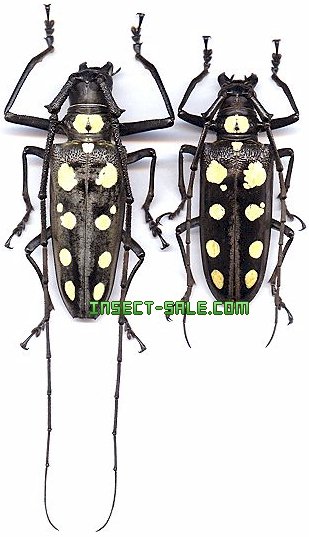 Insect-Sale.com - Batocera roylei - Batocera-roylei.jpg - insect ...
