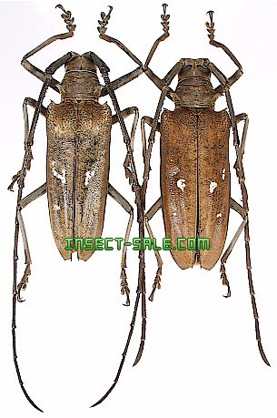 Insect-Sale.com - Batocera thomae orcus - Batocera-thomae.jpg - insect ...