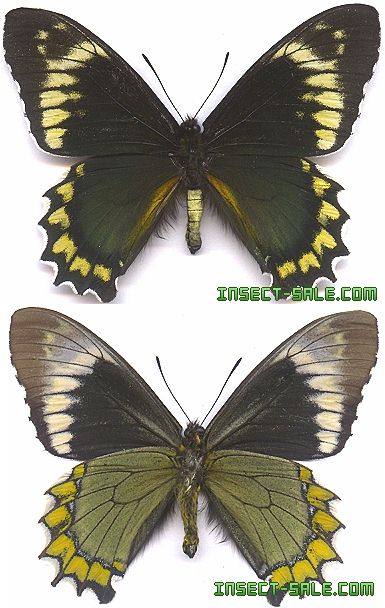 Insect-Sale.com - Battus madyes chlorodamas - Battus-madyes-chlorodamas ...