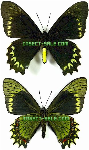 Insect-Sale.com - Battus madyes magnimaculata - Battus-madyes ...