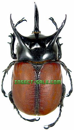 Insect-Sale.com - Beckius beccarii koletta - Beckius-beccarii-koletta ...