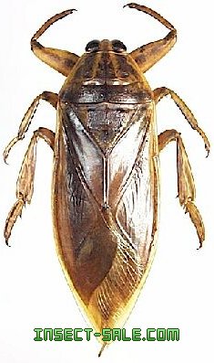 Insect-Sale.com - Lethocerus grandis - Belostoma-sp.jpg - insect ...