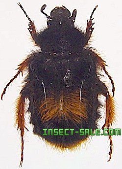 Insect-Sale.com 世界の昆虫販売ネット - Bombodes ursus ハナバチハナムグリ - Bombodes-ursus ...