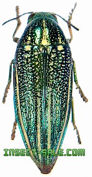 Insect-Sale.com - Amblysterna natalensis - Buprestidae-sp-Tanzani.jpg ...