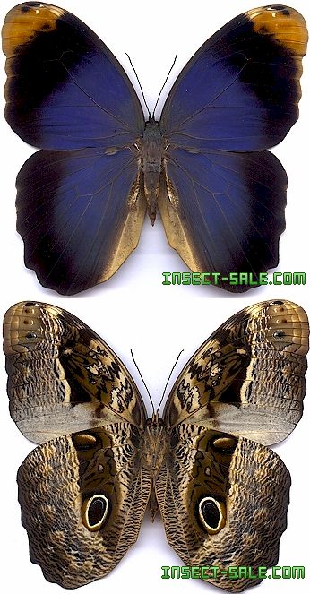 Insect-Sale.com - Caligo beltrao - Caligo-beltrao.jpg - insect, insects ...