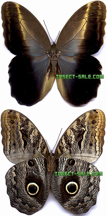 Insect-Sale.com - Caligo placidianus - Caligo-placidianus.jpg - insect ...