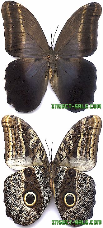 Insect-Sale.com - Caligo prometheus - Caligo-prometheus.jpg - insect ...