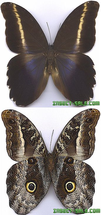 Insect-Sale.com - Caligo superbus superbus - Caligo-superbus-superbus ...