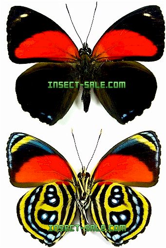 Insect-Sale.com 世界の昆虫販売ネット - Callicore cyllene キレネウズマキタテハ - Callicore ...