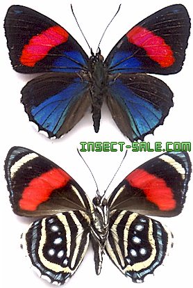 Insect-Sale.com - Callicore hesperis - Callicore-hesperis.jpg - insect ...