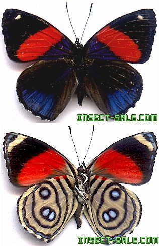 Insect-Sale.com - Callicore hystaspes - Callicore-hytaspes.jpg - insect ...