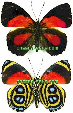 Insect-Sale.com - Paulogramma peristera - Callicore-sp.jpg - insect ...