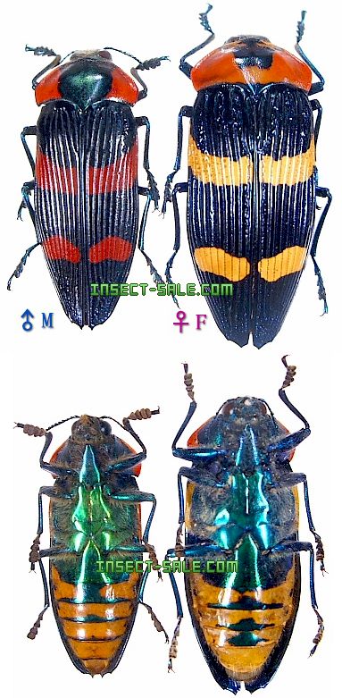 Insect-Sale.com - Calodema bifasciata - Calodema-bifasciata.jpg ...