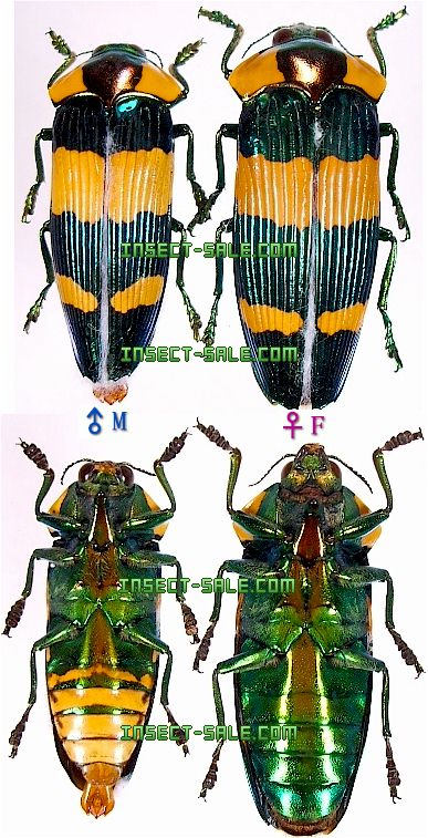 Insect-Sale.com - Calodema hudsoni - Calodema-hudsoni.jpg - insect ...