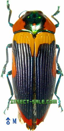 Insect-Sale.com - Calodema mariettae - Calodema-mariettae.jpg - insect ...
