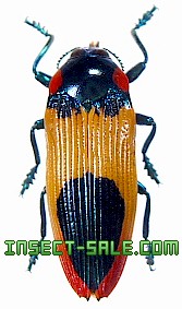 Insect-Sale.com - Castiarina meeki - Castiarina-meeki.jpg - insect ...