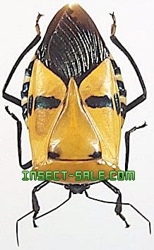 Insect-Sale.com - Catacanthus incarnatus (Man Faced) - Catacanthus-sp ...