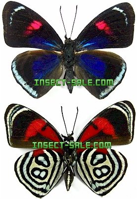 Insect-Sale.com - Catacore kolyma pasithea - Catacore-kolyma-pasithea ...