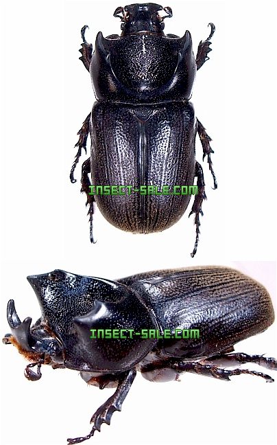 Insect-Sale.com - Ceratoryctoderus candezei - Ceratoryctoderus-candezei ...