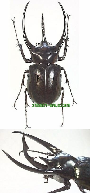 Insect-Sale.com - Chalcosoma caucasus chiron (E.Java) - Chalcosoma ...