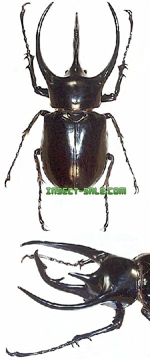 Insect-Sale.com - Chalcosoma caucasus janssensi (Sumatra) - Chalcosoma ...