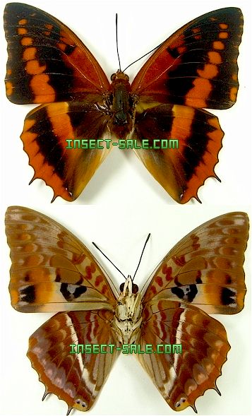 Insect-Sale.com - Charaxes cynthia cameroonensis - Charaxes-cynthia.jpg ...