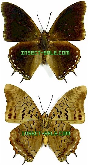 Insect-Sale.com - Charaxes etheocles - Charaxes-etheocles-cedreatis.jpg ...