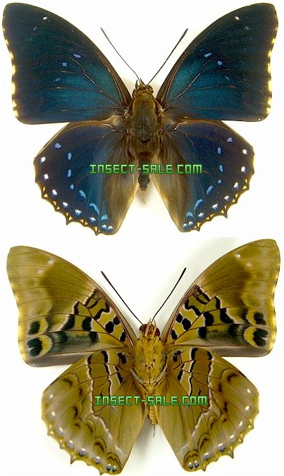 Insect-Sale.com 世界の昆虫販売ネット - Charaxes numenes キベリフタオチョウ - Charaxes ...