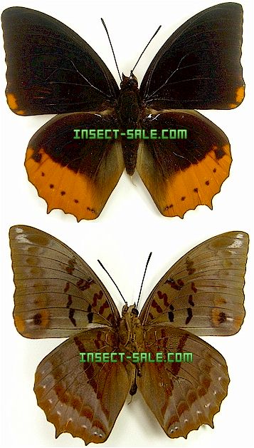 Insect-Sale.com - Charaxes protoclea protoclea - Charaxes-protoclea ...