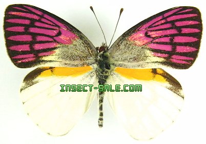 Insect-Sale.com - Colotis zoe - Colotis-zoe.jpg - insect, insects ...