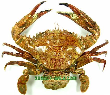 Insect-Sale.com - Crab sp1 - Crab-sp1.jpg - insect, insects, butterfly ...